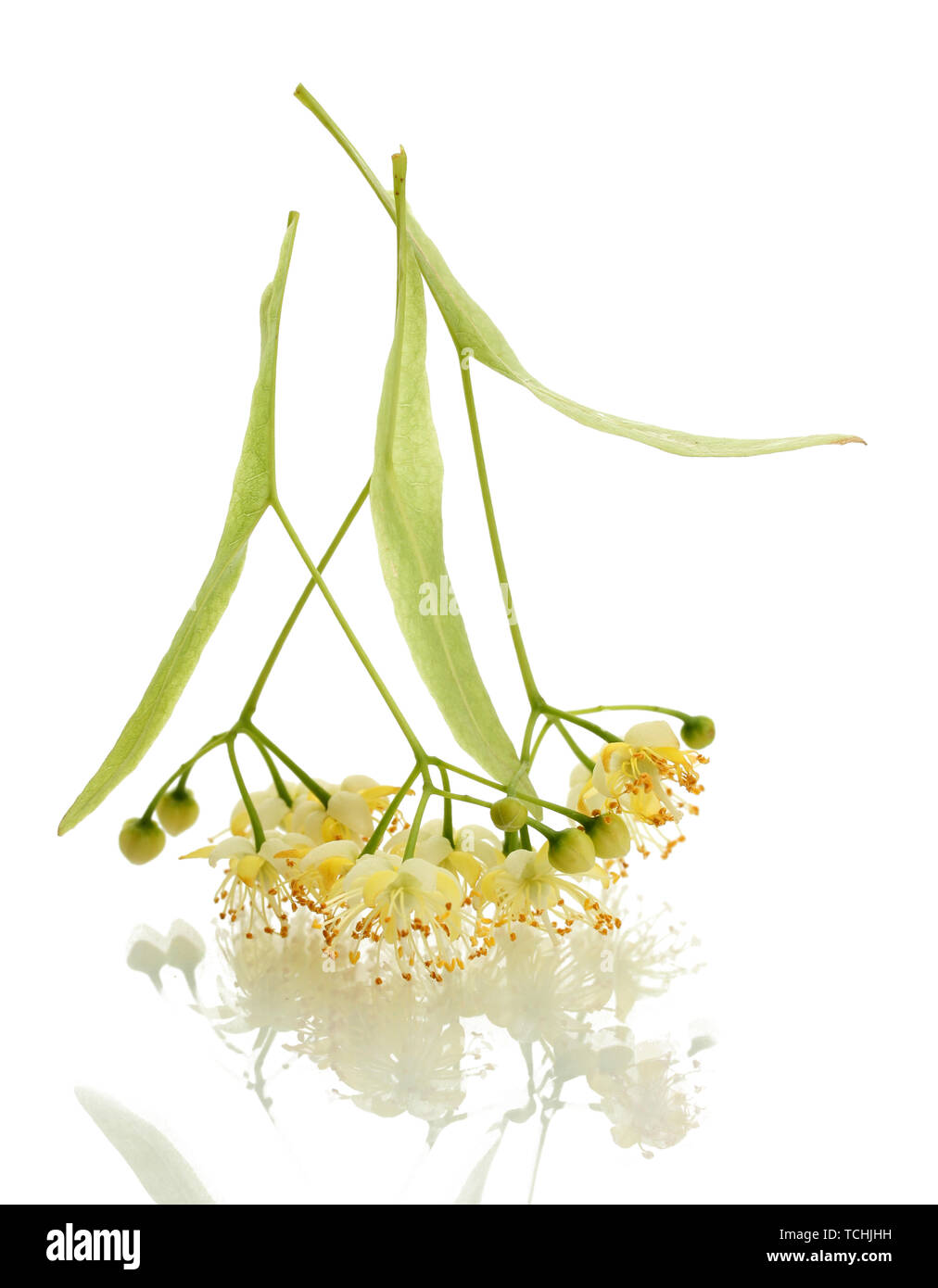 Branch of linden flowers isolated on white Stock Photo - Alamy