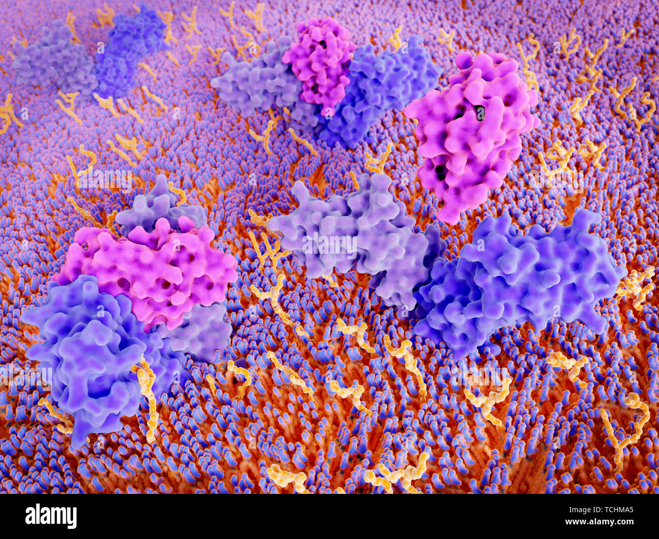Interleukin 4 binding to its receptor, illustration Stock Photo - Alamy