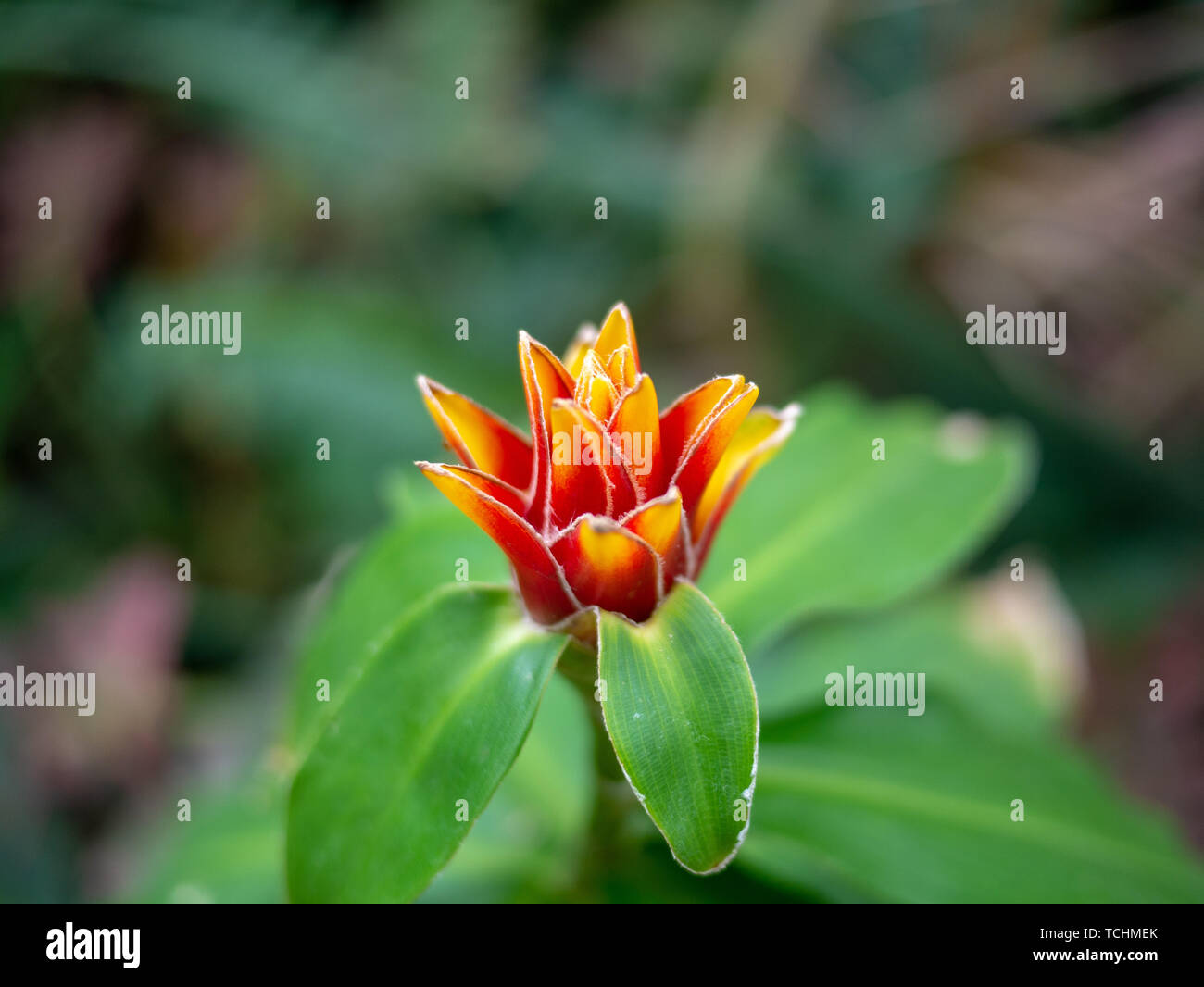 Fire Flower Red and Yellow Stock Photo - Alamy