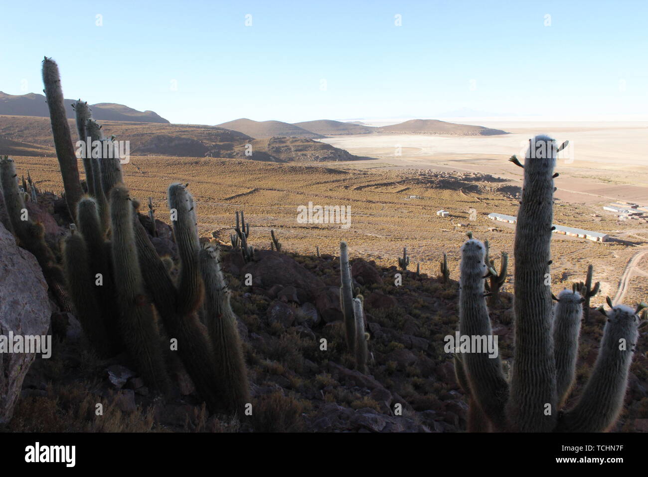cacti sunlight by the sunrise in the salt desert salar de uyuni ...
