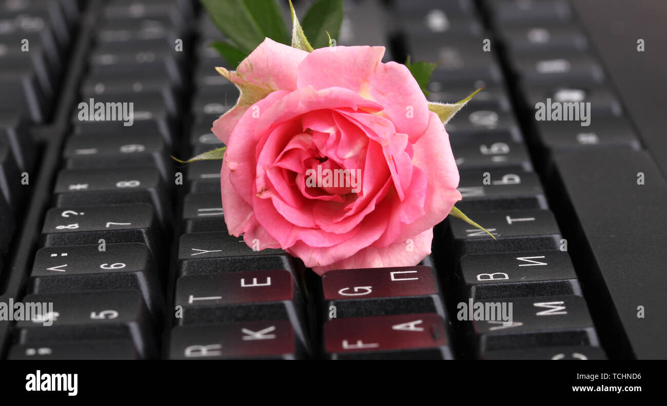 Pink rose on keyboard close-up internet communication Stock Photo - Alamy