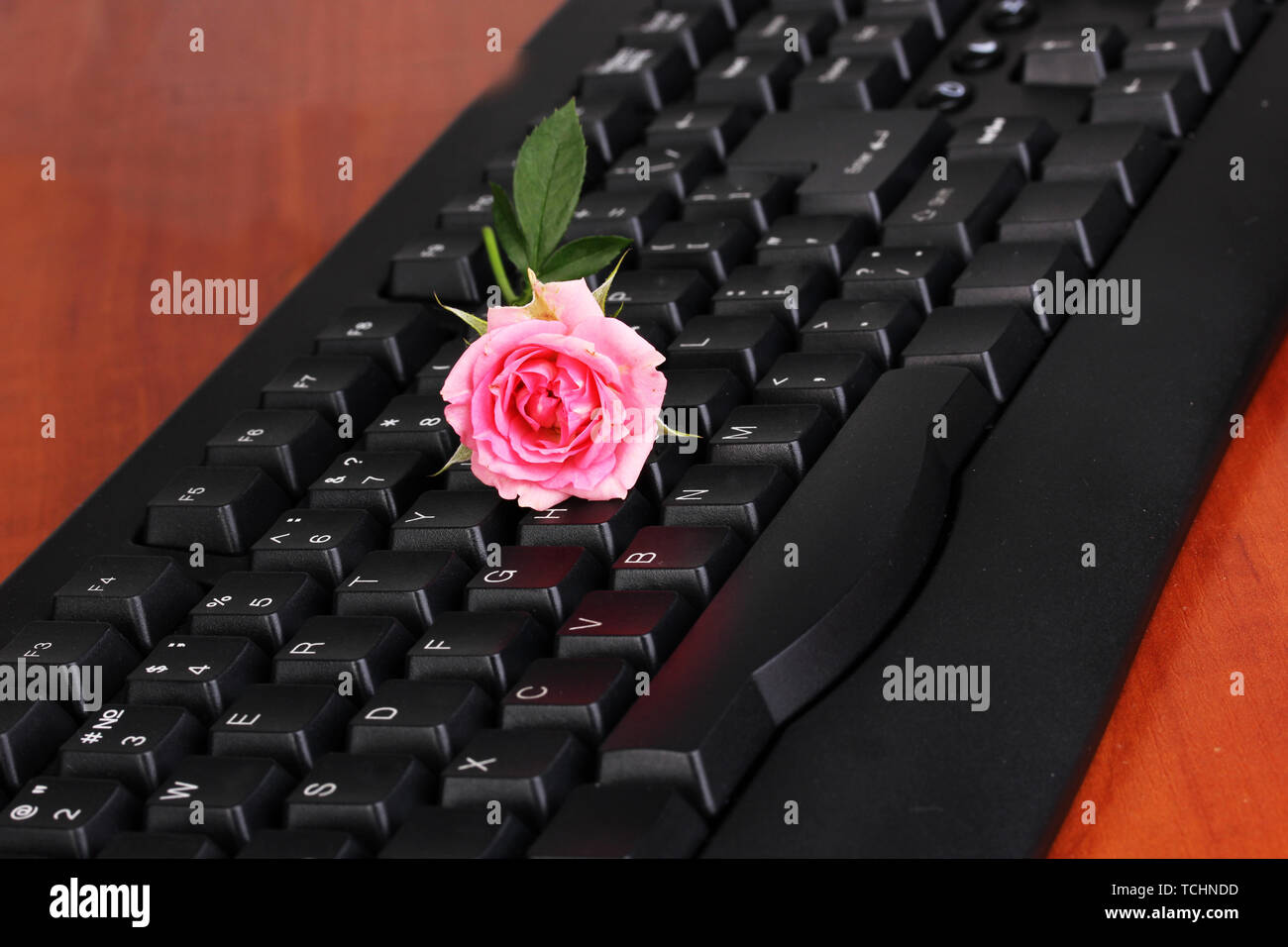 Pink rose on keyboard close-up internet communication Stock Photo - Alamy