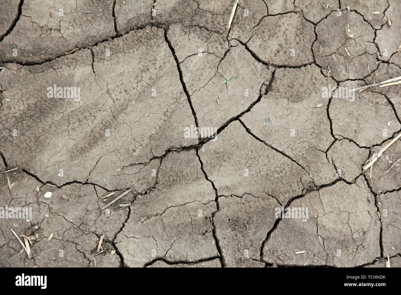 Cracked field soil Stock Photo - Alamy