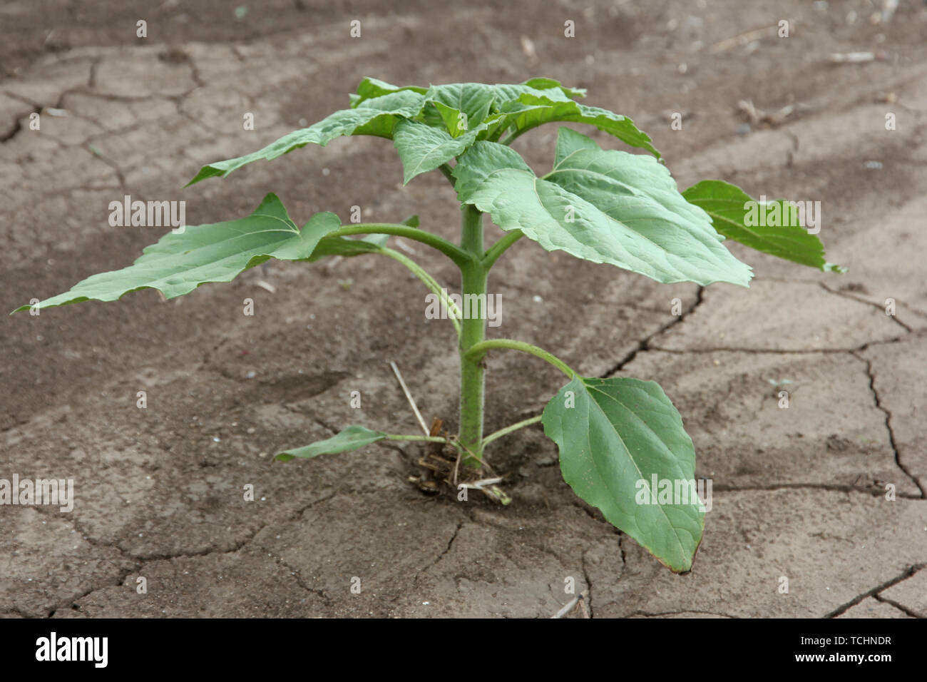 Sunflower growing out of soil in field Stock Photo - Alamy