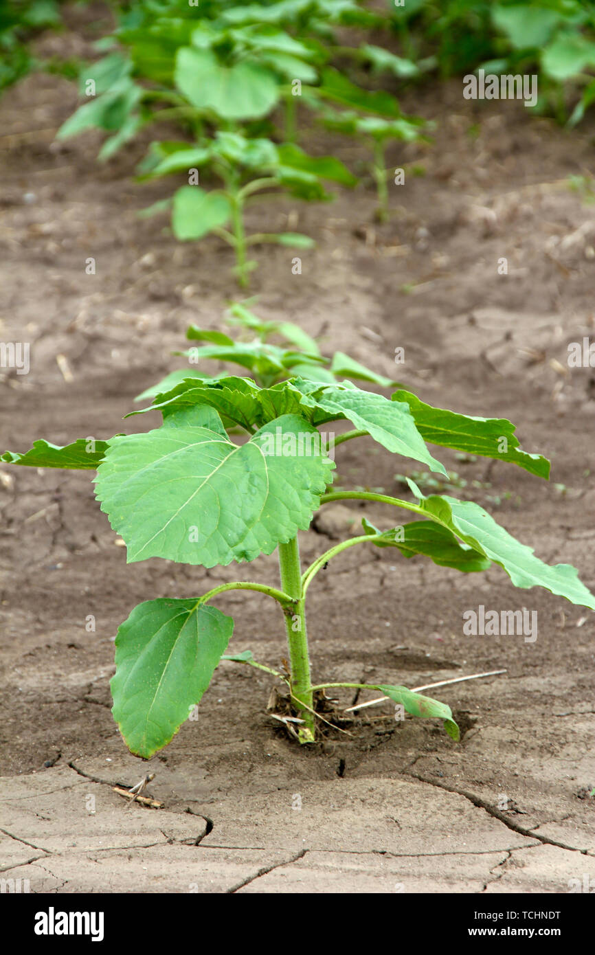 Sunflower growing out of soil in field Stock Photo - Alamy