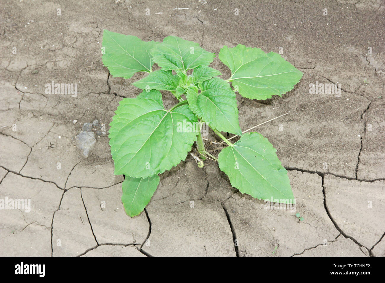 Sunflower growing out of soil in field Stock Photo - Alamy