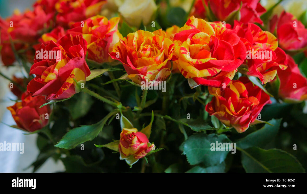 Bunch of colorful roses Stock Photo - Alamy