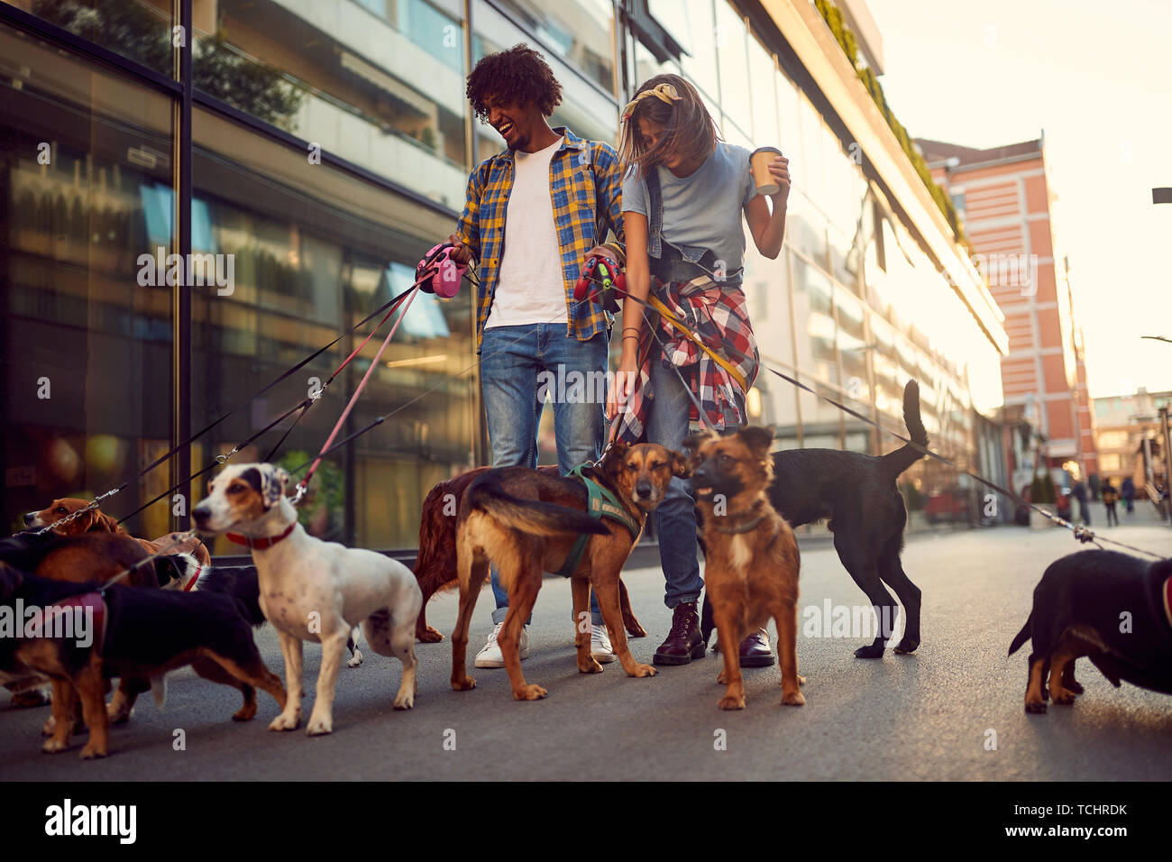 Professional dog walker walking lots of dogs hi-res stock photography ...