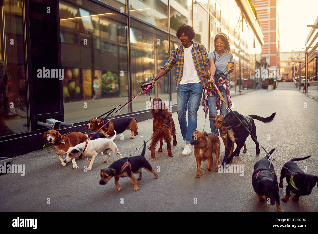 Group of dogs walking hi-res stock photography and images - Alamy
