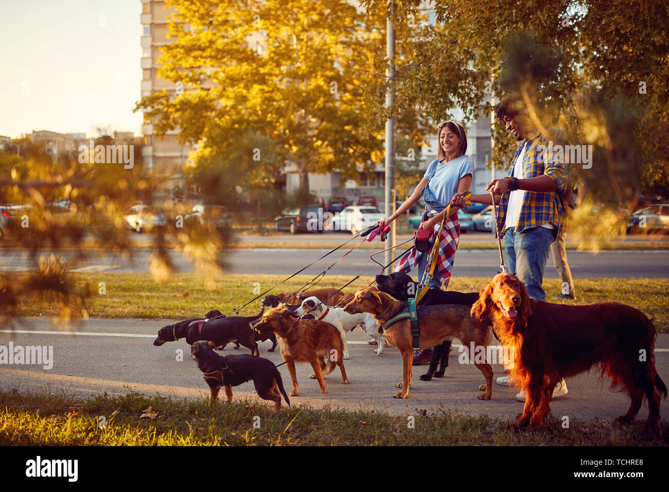 Group of dogs walking hi-res stock photography and images - Alamy