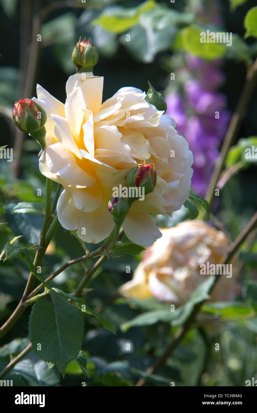 gelbe Strauchrosen, im Hintergrund roter Fingerhut (Digitalis purpurea ...