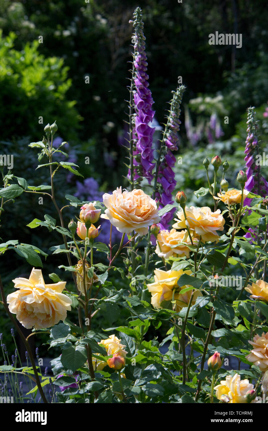 gelbe Strauchrosen, im Hintergrund roter Fingerhut (Digitalis purpurea ...