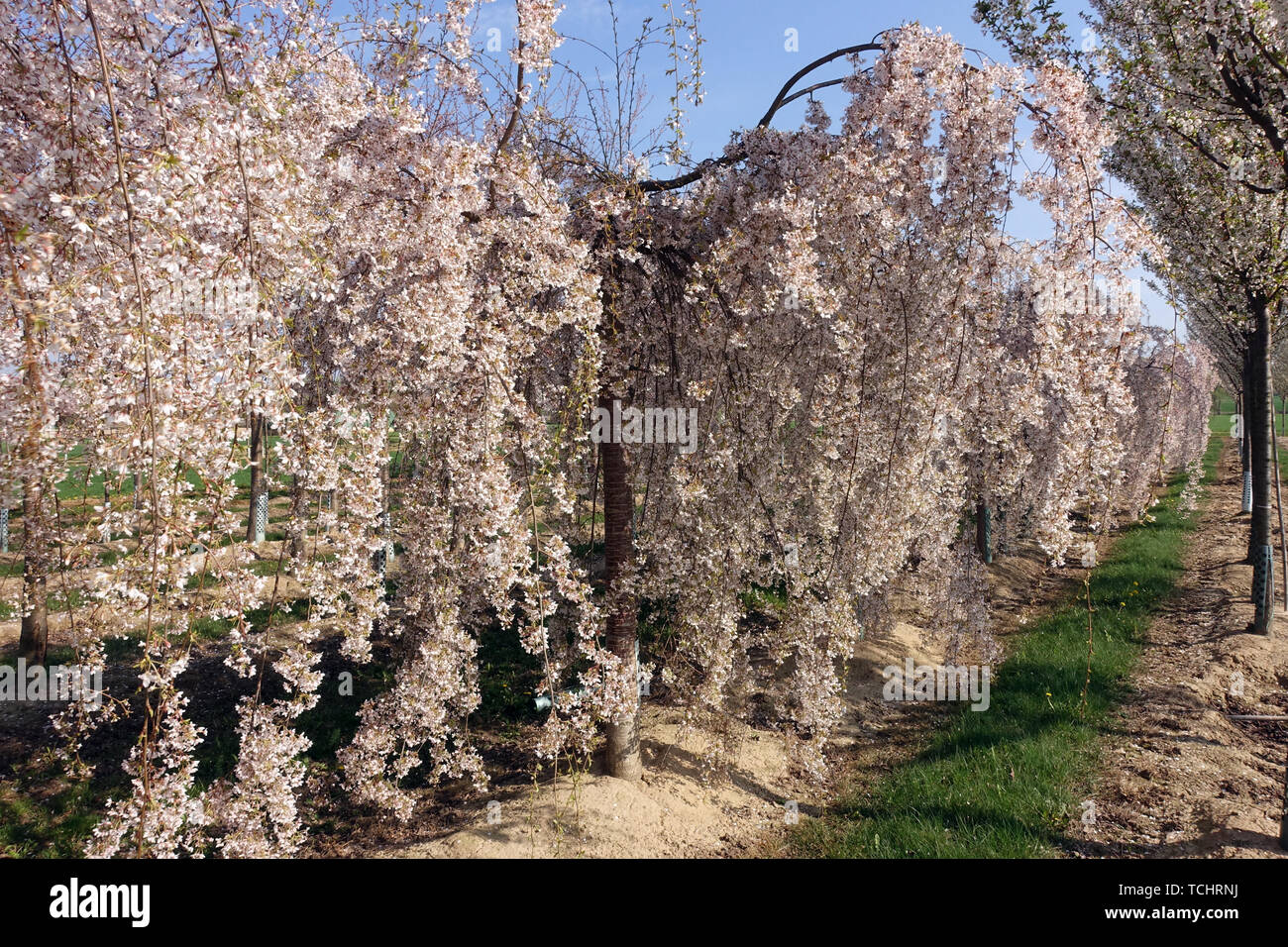 Apfelplantage hi-res stock photography and images - Alamy