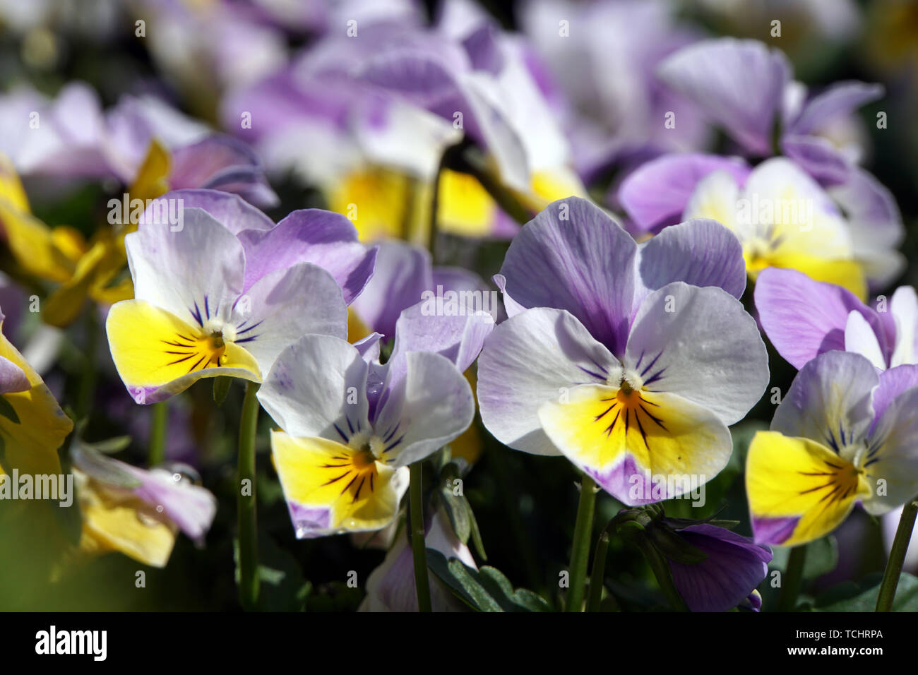 Hornveilchen, Horn-Veilchen (Viola cornuta Stock Photo - Alamy