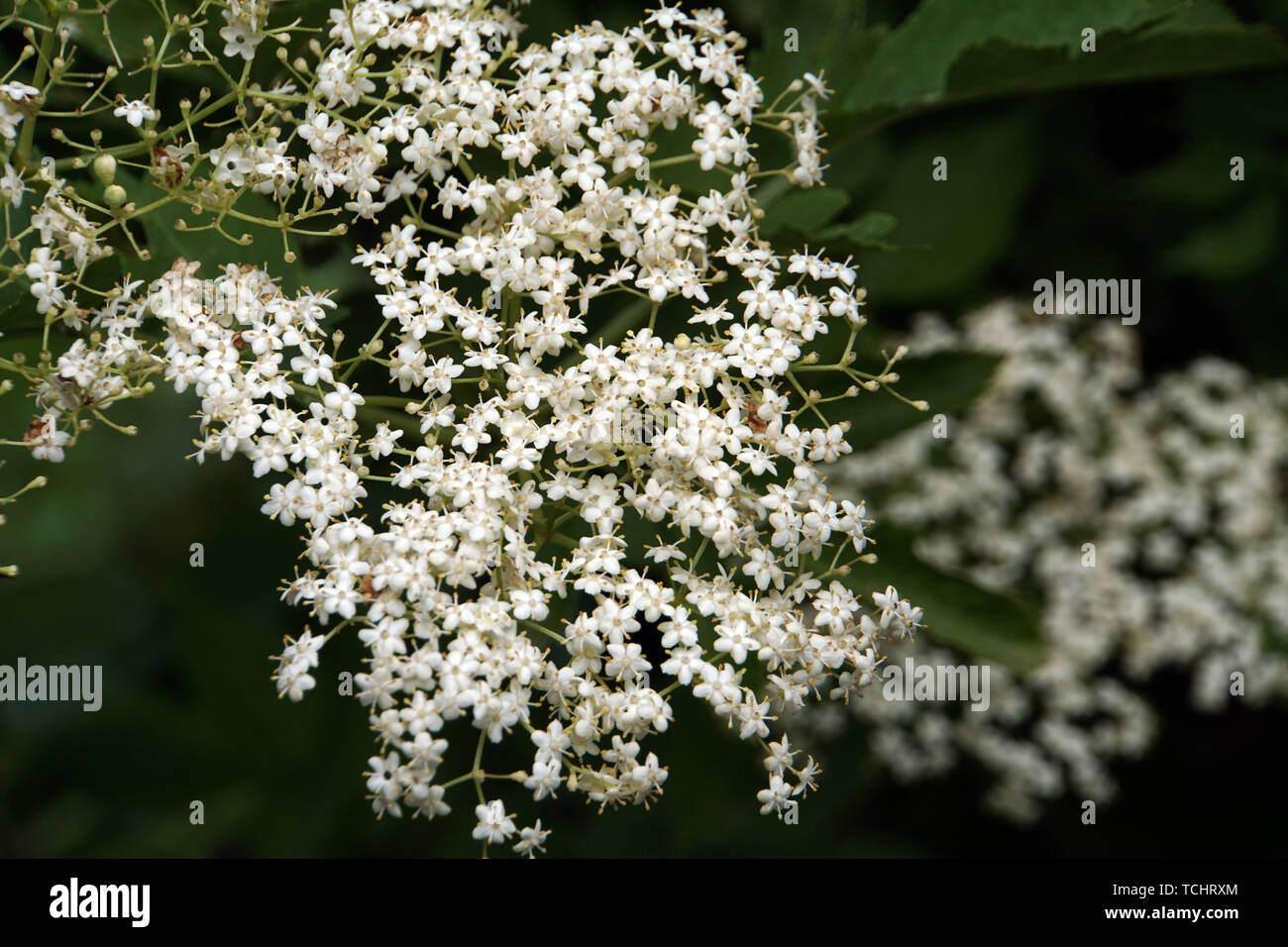 Holunder blüte hi-res stock photography and images - Alamy