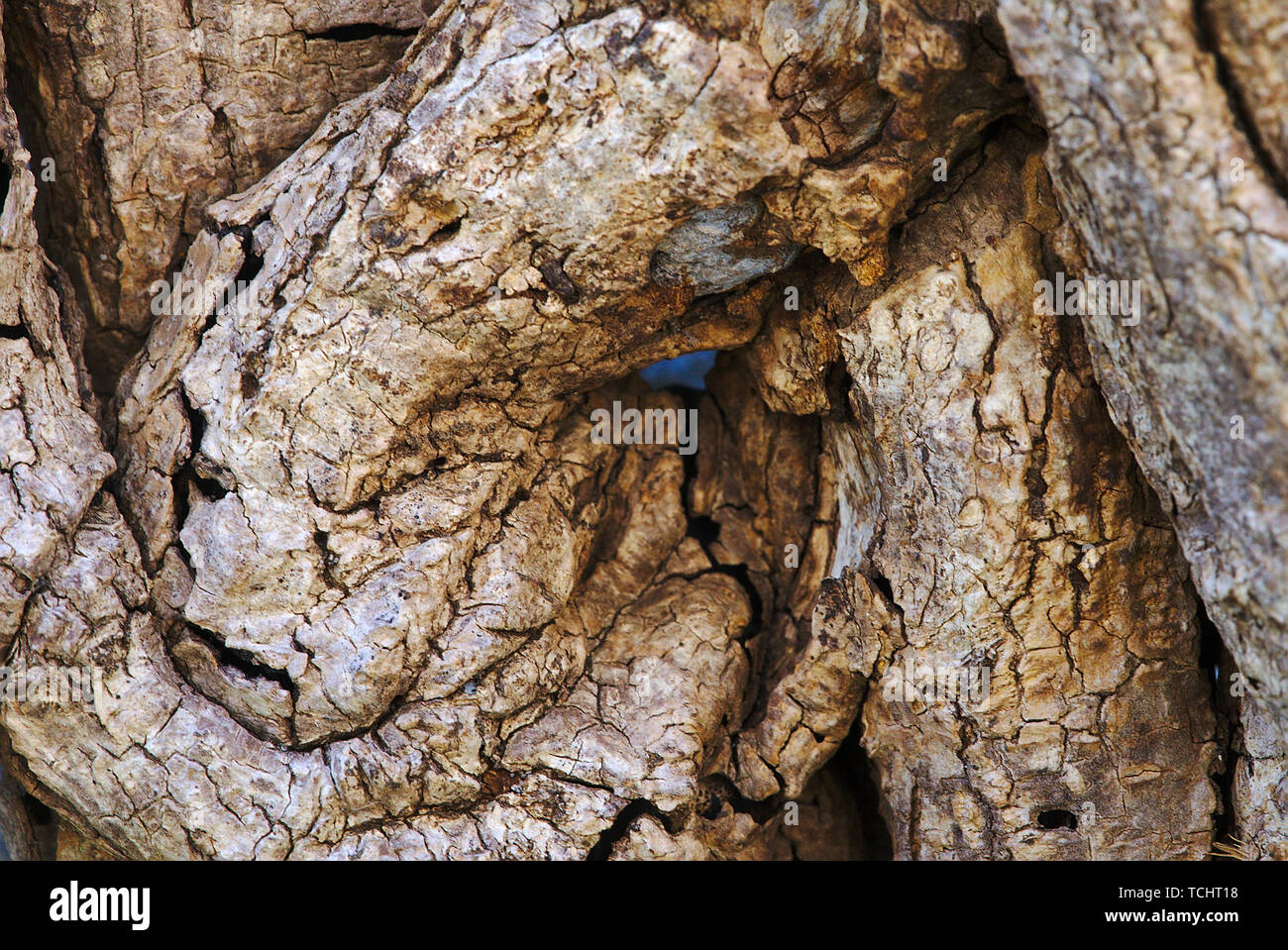 Trunk texture photography hi-res stock photography and images - Alamy