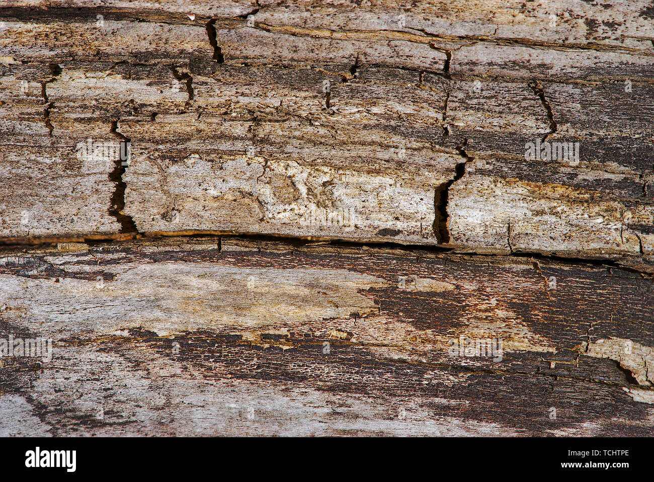 close-up dry bark texture, macro photography Stock Photo - Alamy