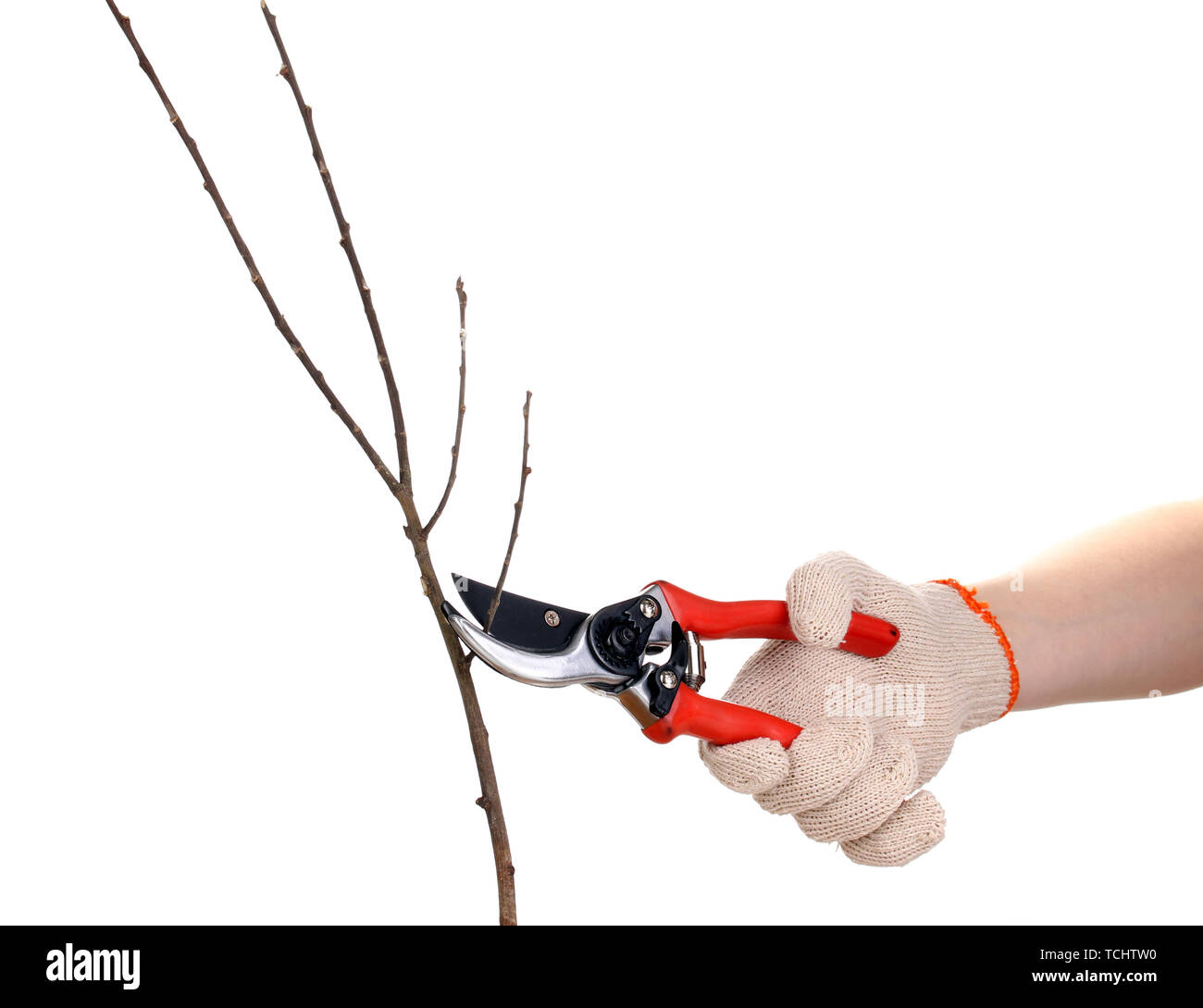 Trimming tree branch with pruner isolated on white Stock Photo - Alamy