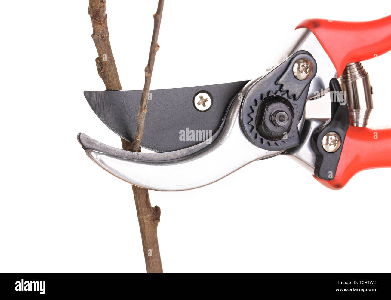 Trimming tree branch with pruner isolated on white Stock Photo - Alamy