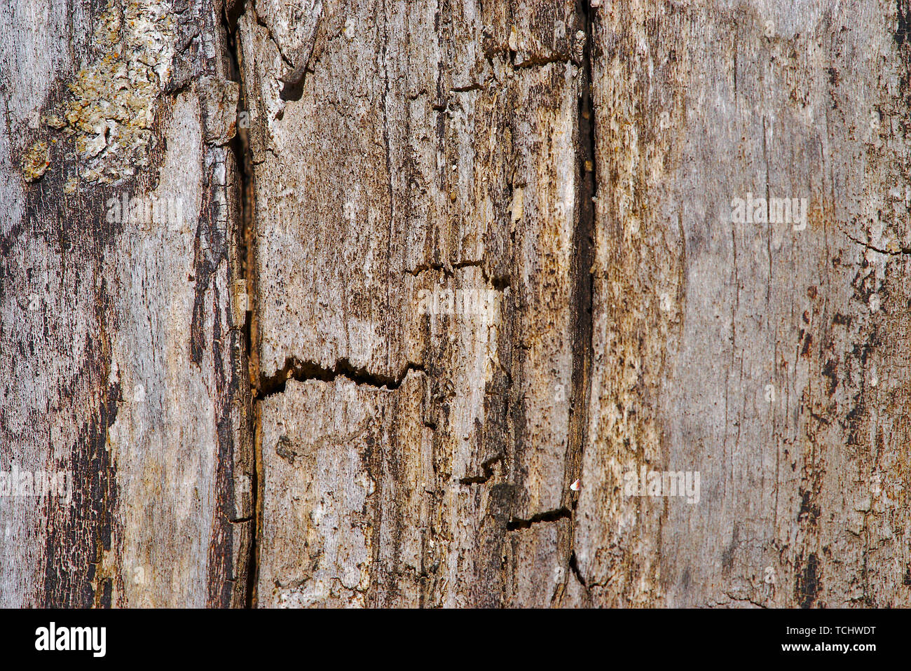 close-up dry bark texture, macro photography Stock Photo - Alamy