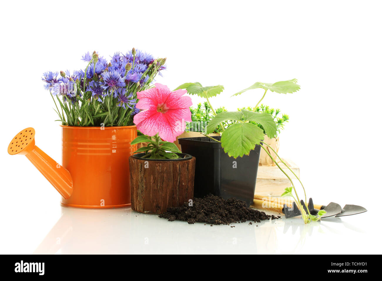 watering can, tools and plants in flowerpot isolated on white Stock ...