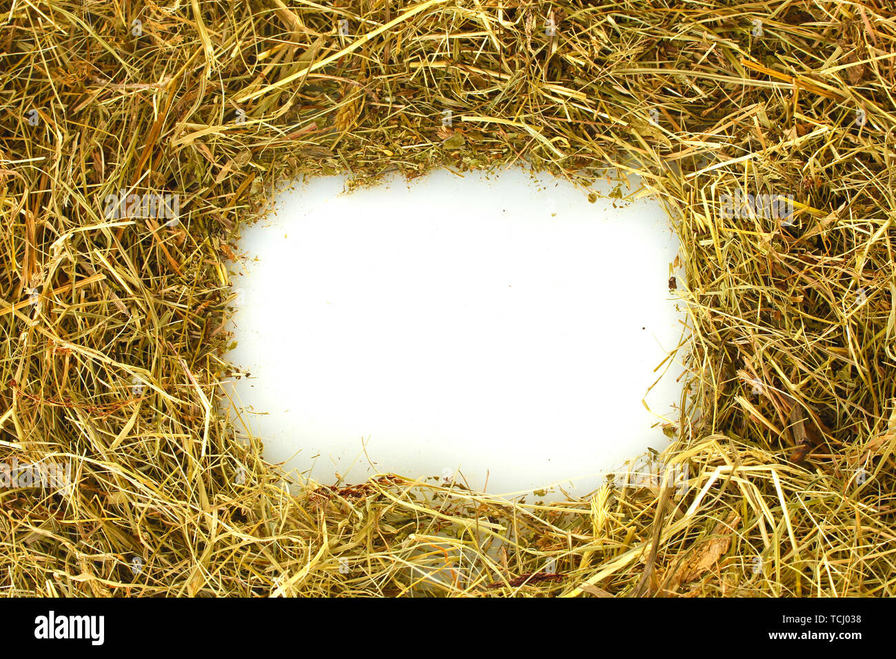 The frame of golden hay on white background Stock Photo - Alamy