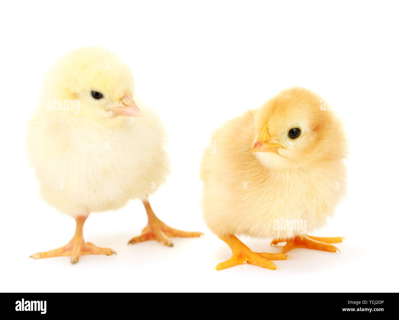 Two chicken wings Cut Out Stock Images & Pictures - Alamy