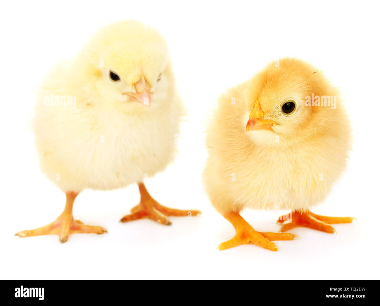 Two small yellow chickens hi-res stock photography and images - Alamy