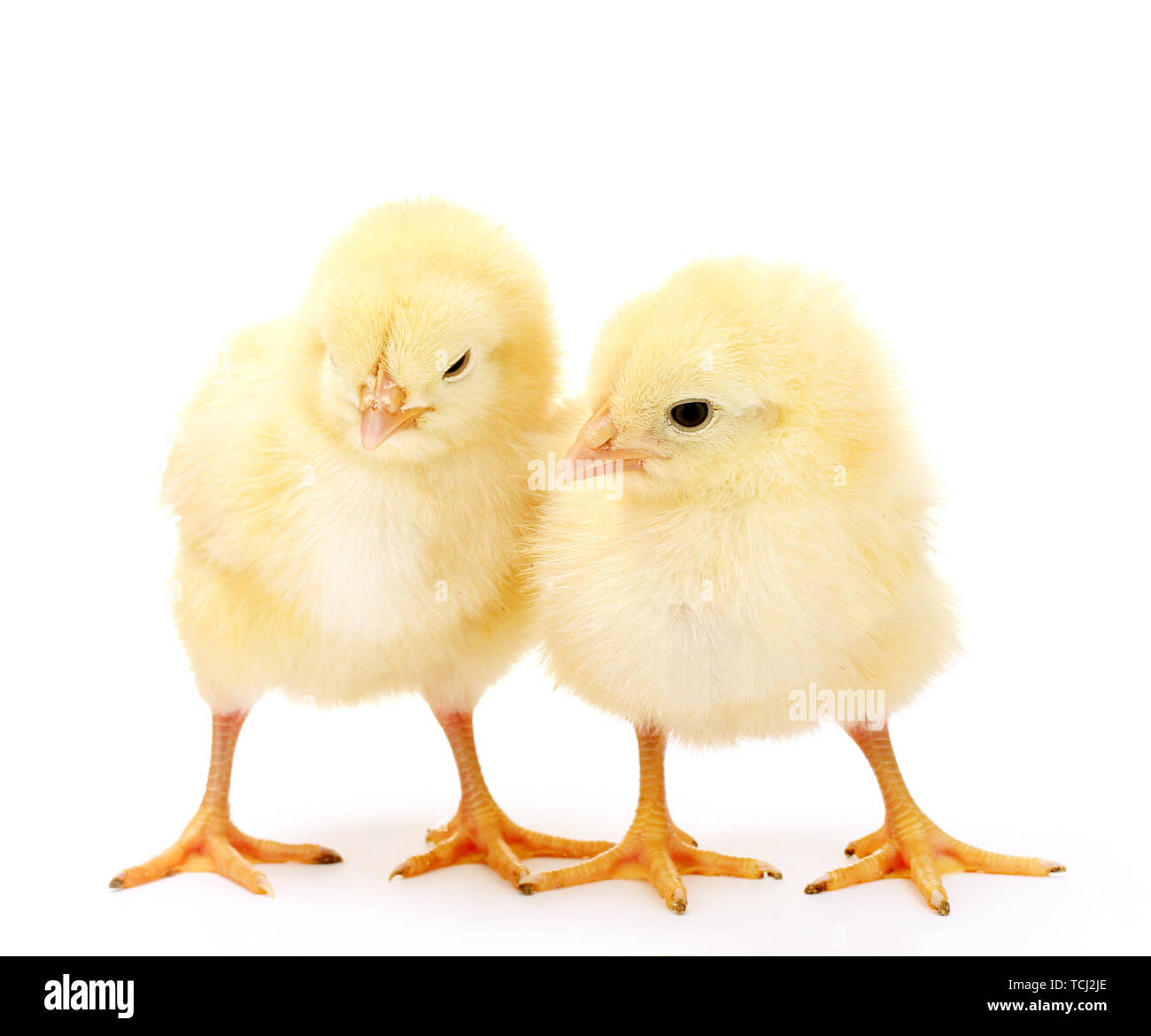 Two yellow little chickens hi-res stock photography and images - Alamy