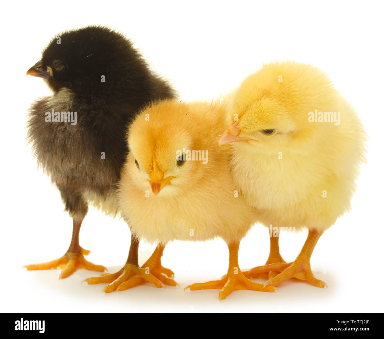 Three little chickens hi-res stock photography and images - Alamy