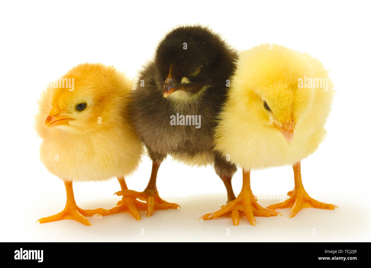 Three little chickens hi-res stock photography and images - Alamy