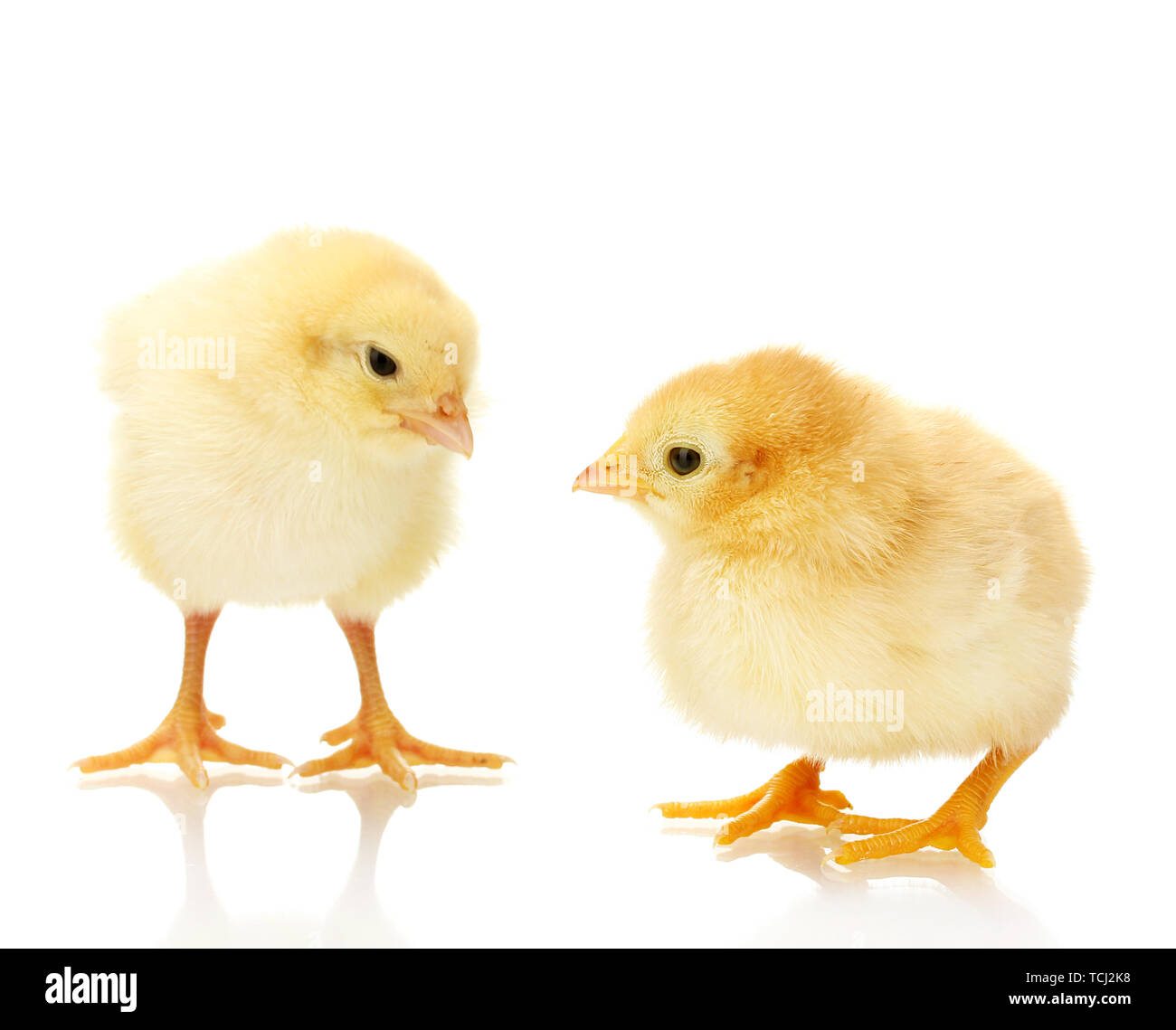 two yellow little chickens isolated on the white Stock Photo - Alamy