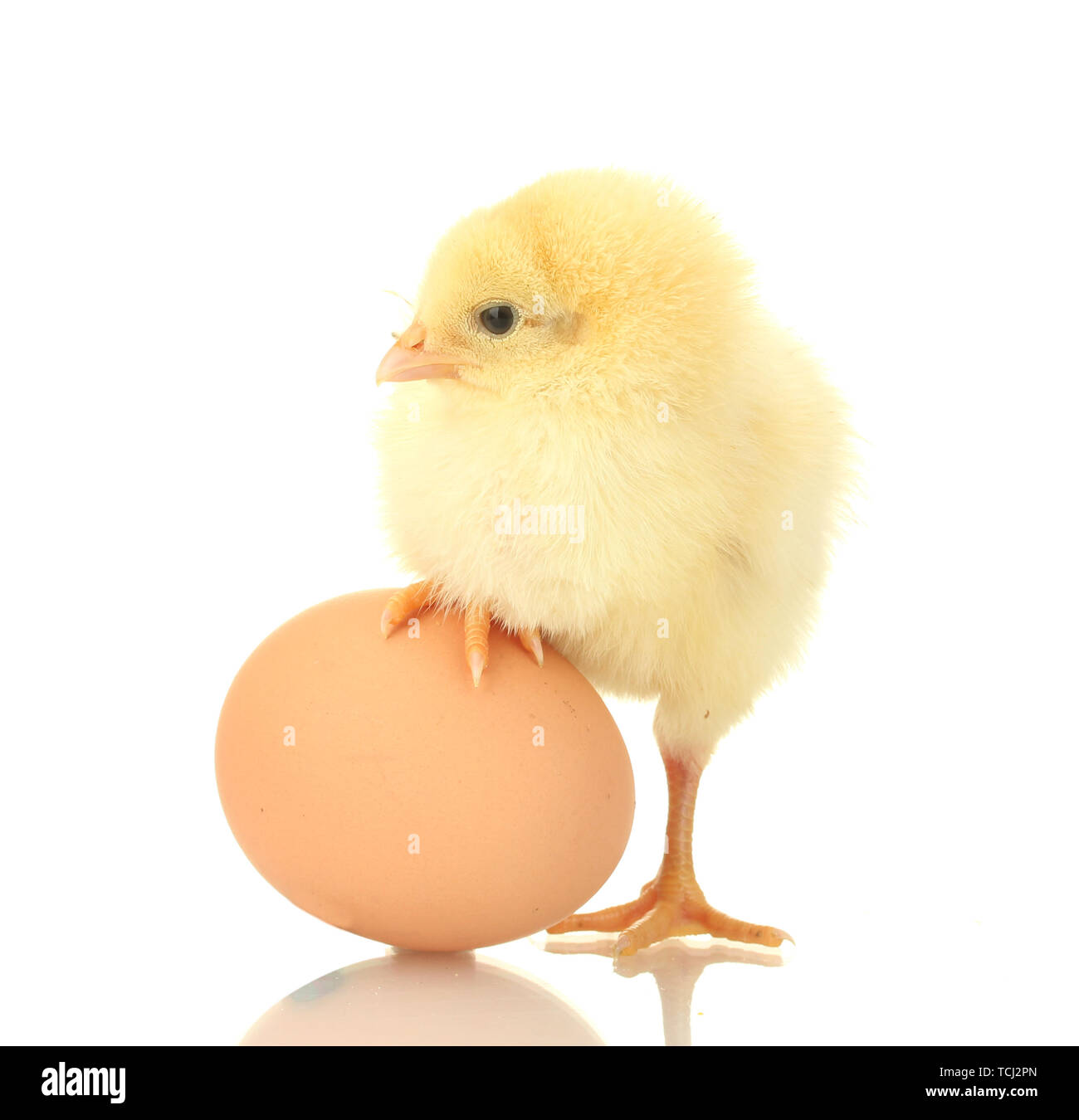 beautiful little chicken and egg isolated on the white Stock Photo - Alamy