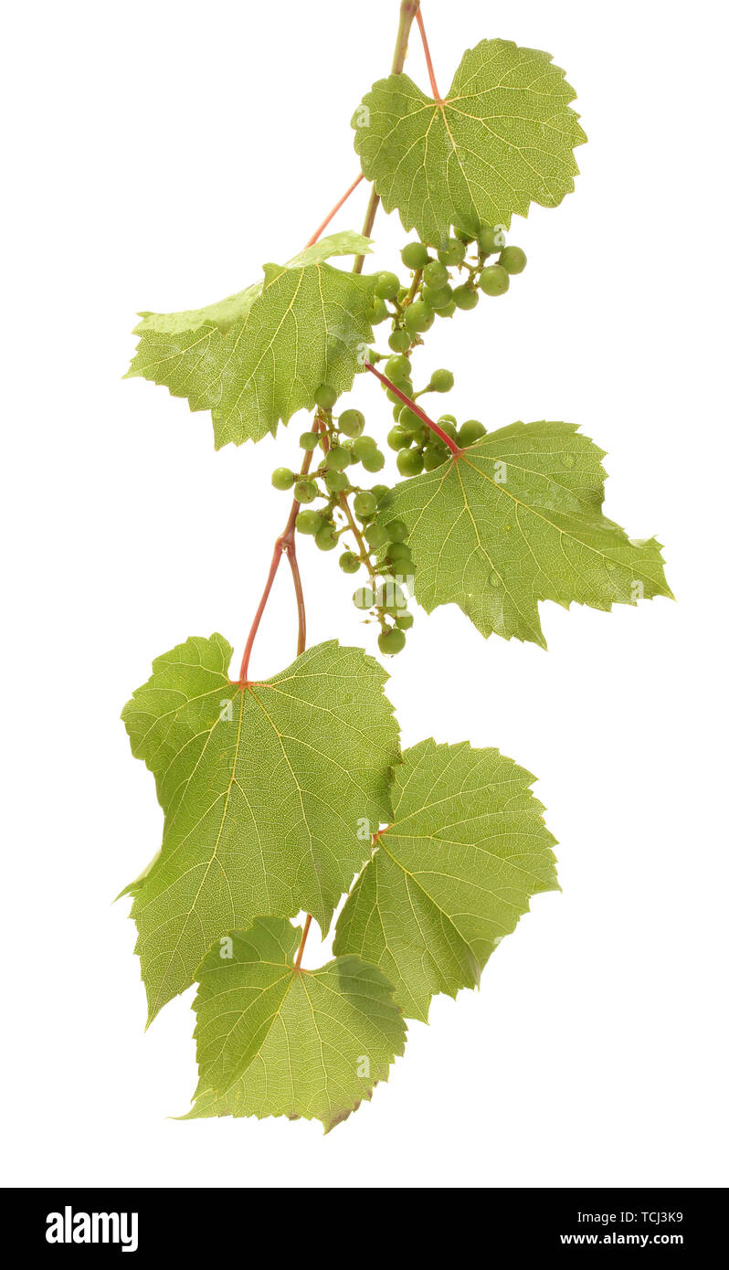 Bunch wild grapes on Cut Out Stock Images & Pictures - Alamy