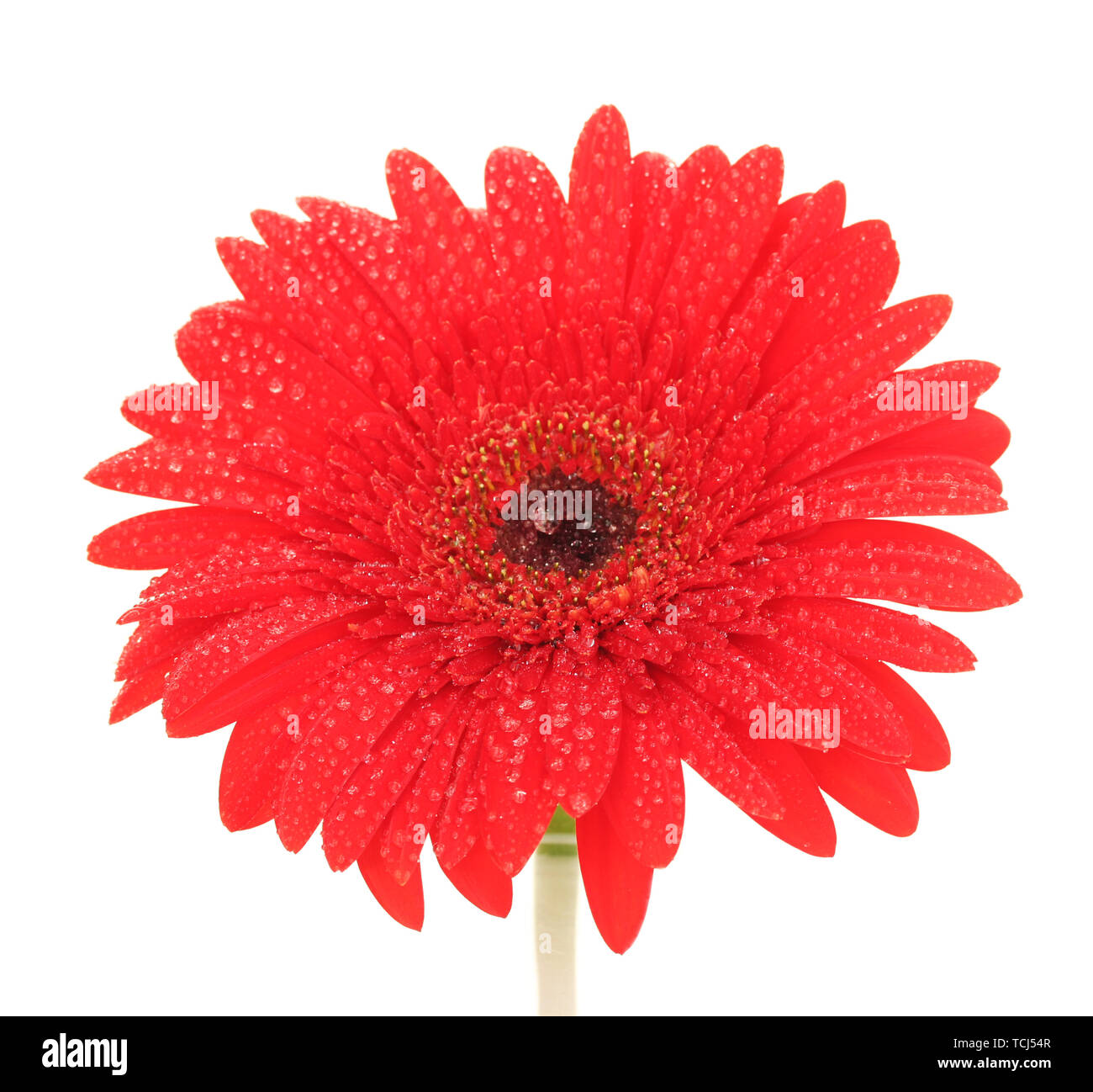 Beautiful red gerbera on white background Stock Photo - Alamy