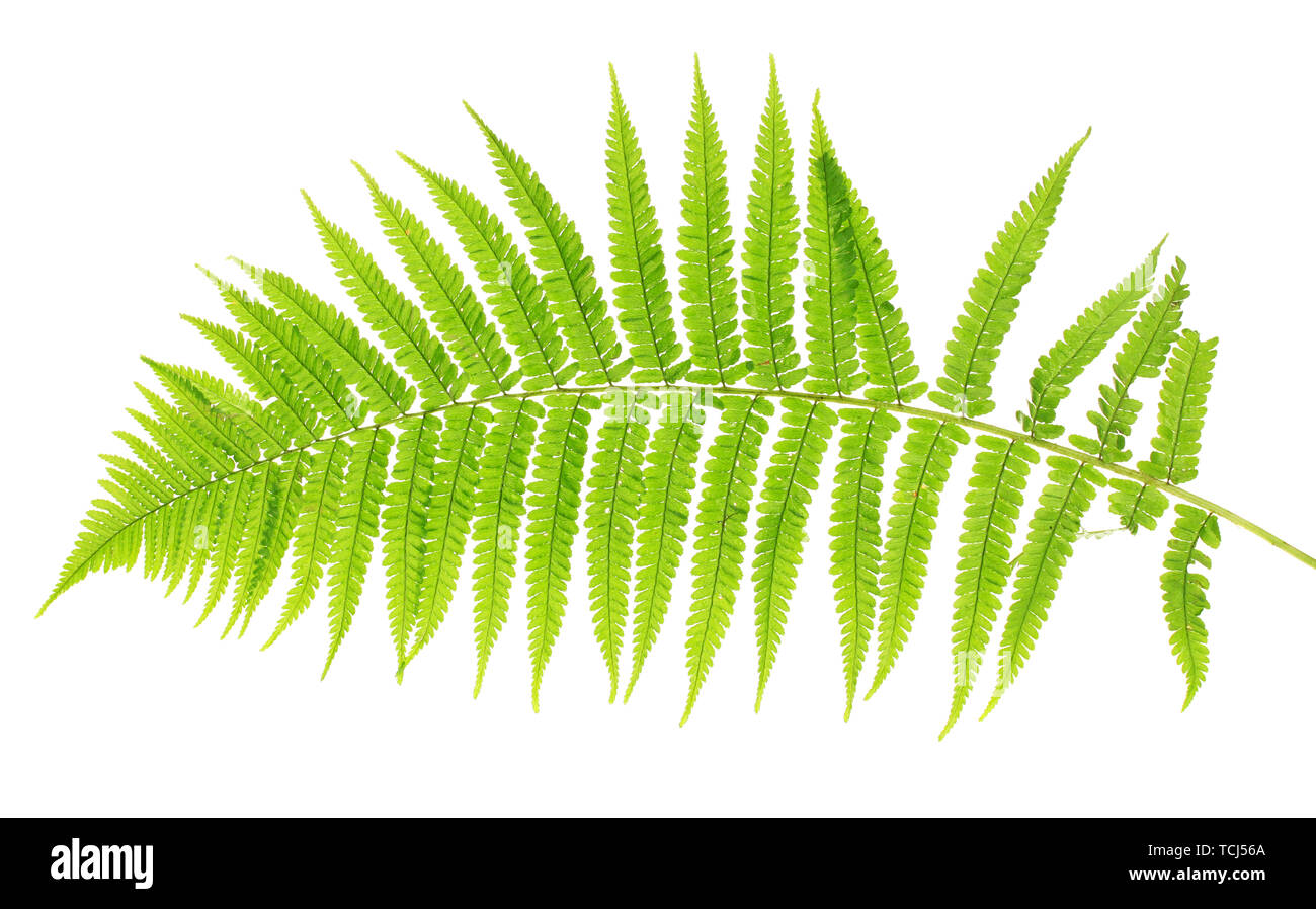Structure of fern leaf Cut Out Stock Images & Pictures - Alamy