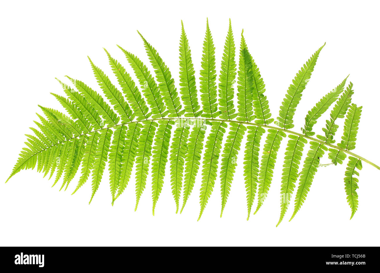 Structure of fern leaf Cut Out Stock Images & Pictures - Alamy