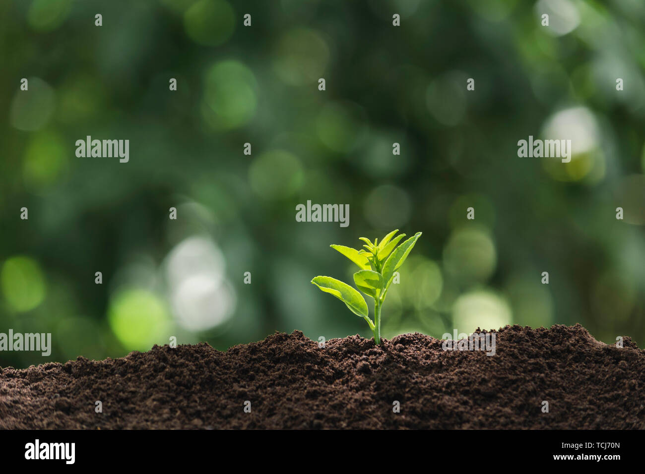 Seedling and plant growing in soil and copy space for insert text Stock ...