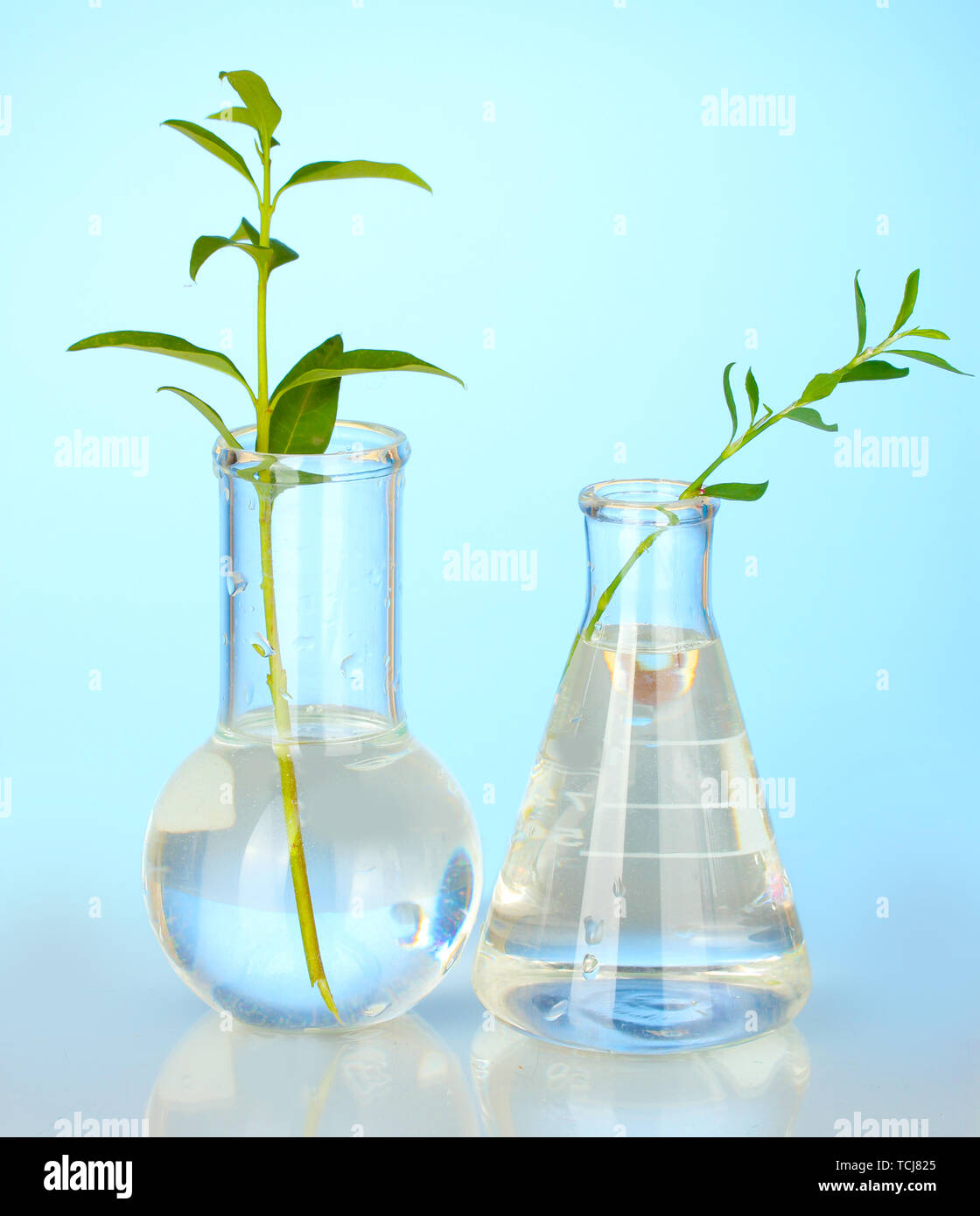 Test-tubes with a transparent solution and the plant on blue background ...