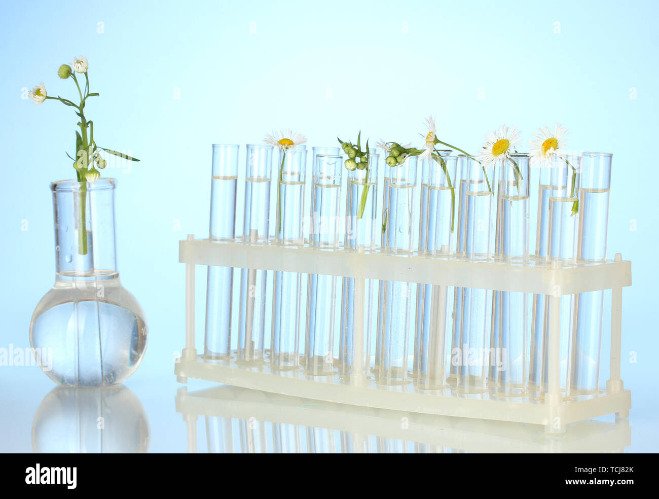 Test-tubes with a transparent solution and the plant on blue background ...