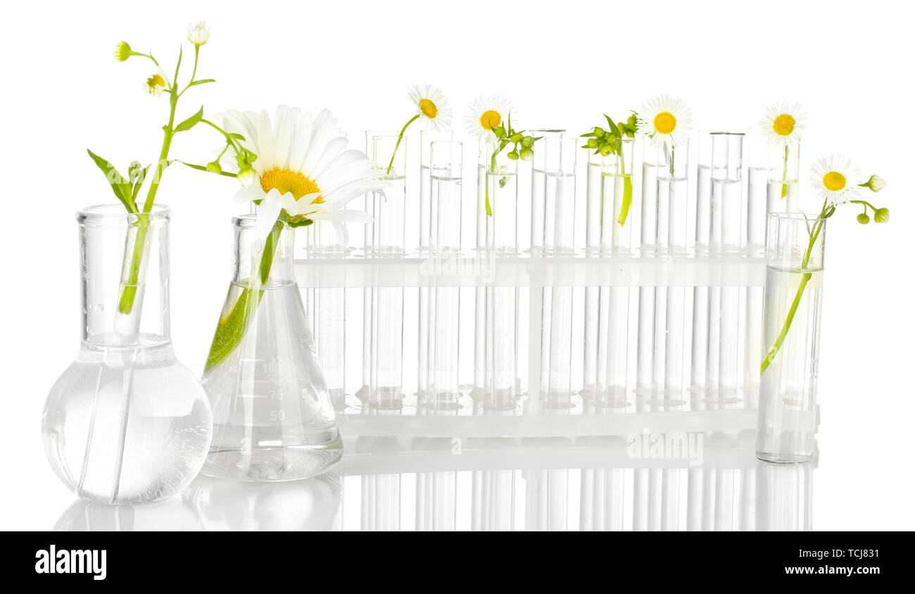Test-tubes with a transparent solution and the plant isolated on white ...