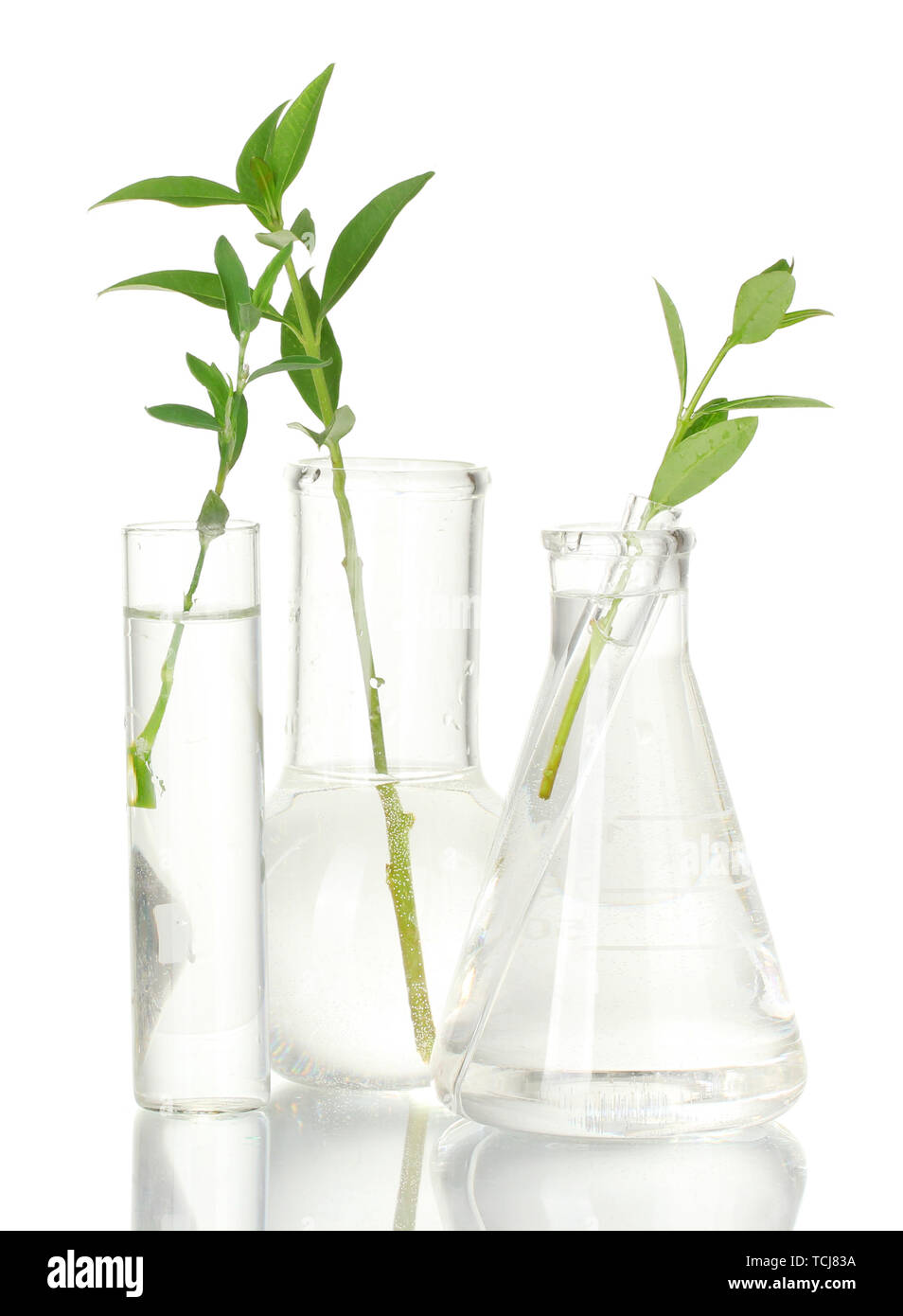 Test-tubes with a transparent solution and the plant isolated on white ...
