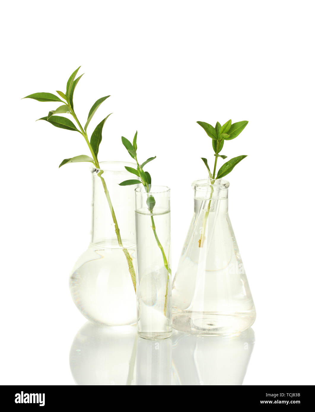 Test-tubes with a transparent solution and the plant isolated on white ...