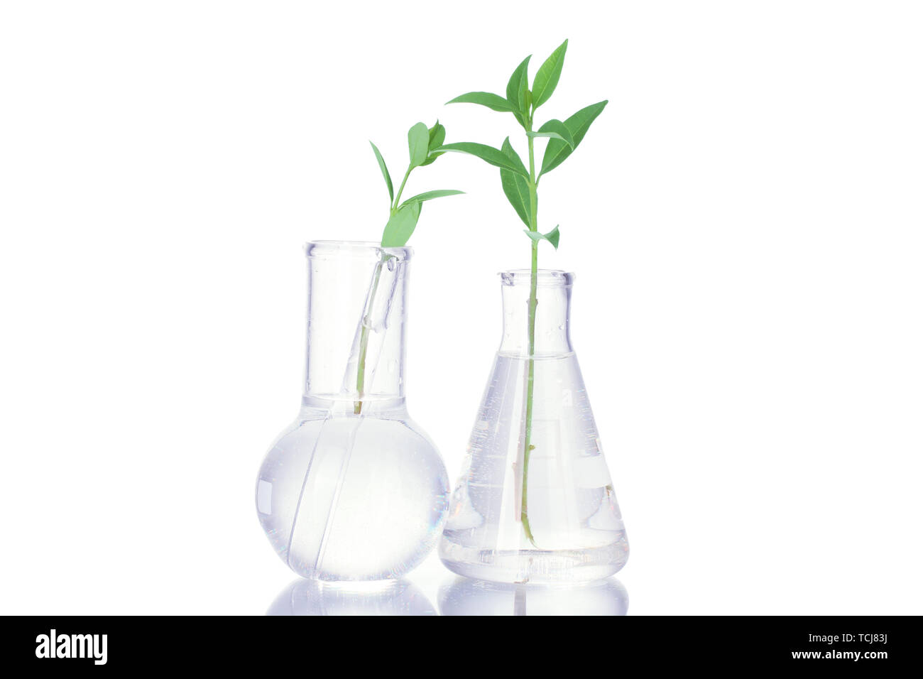 Test-tubes with a transparent solution and the plant isolated on white ...