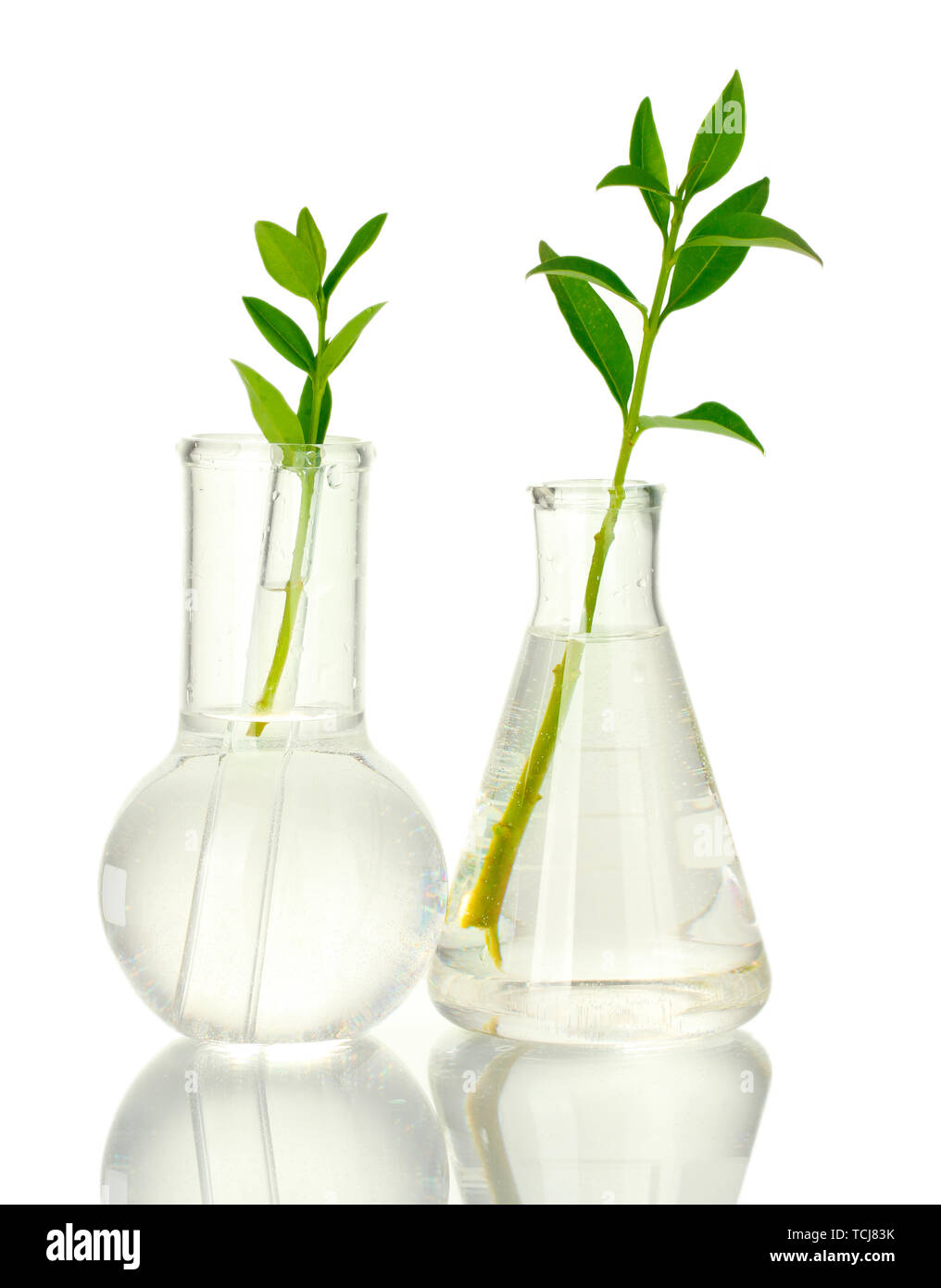Test-tubes with a transparent solution and the plant isolated on white ...