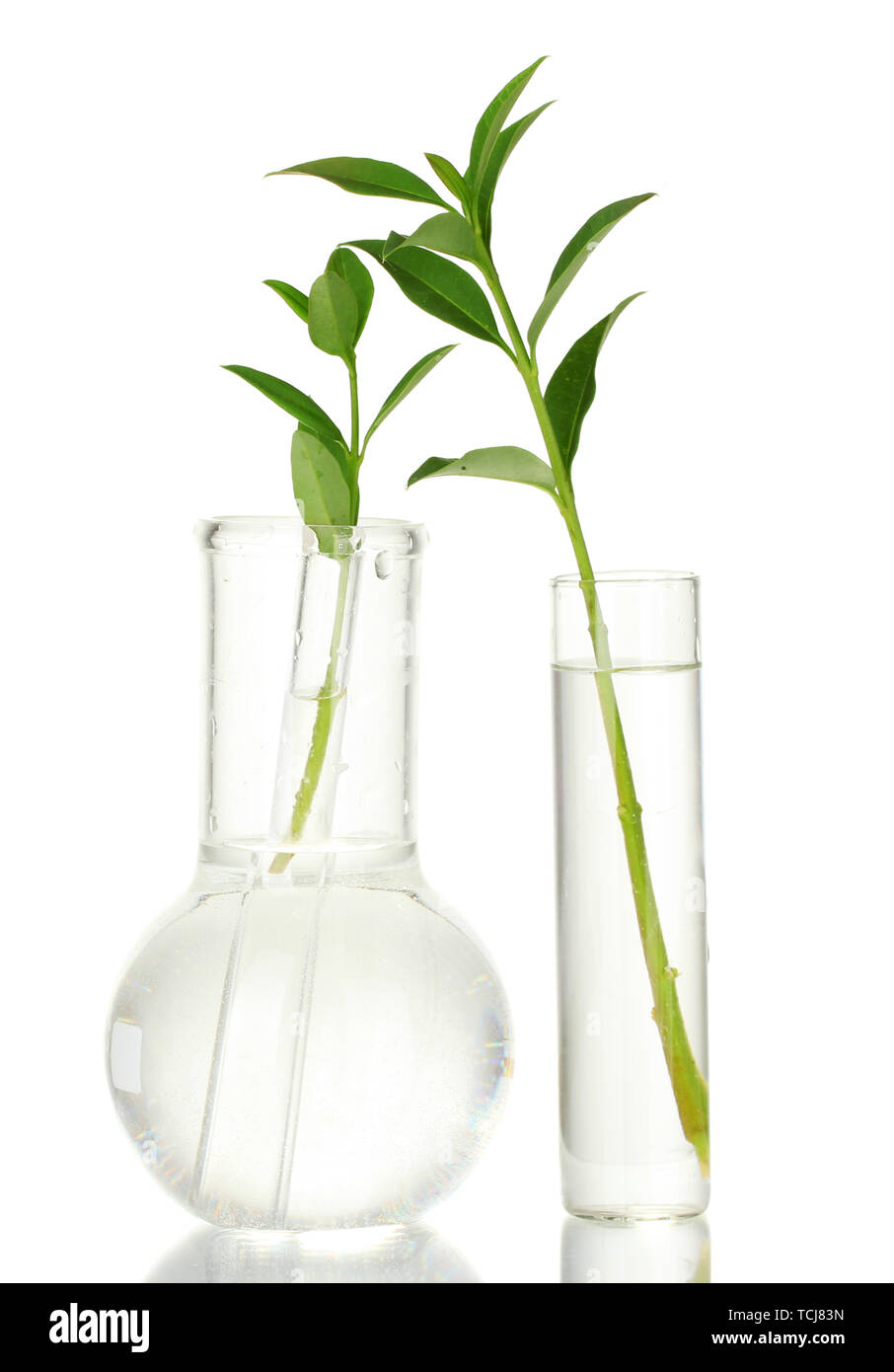 Test-tubes with a transparent solution and the plant isolated on white ...