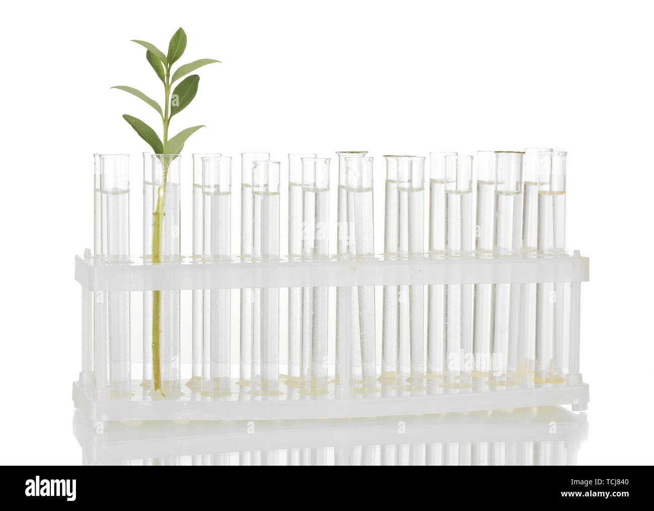 Test-tubes with a transparent solution and the plant isolated on white ...