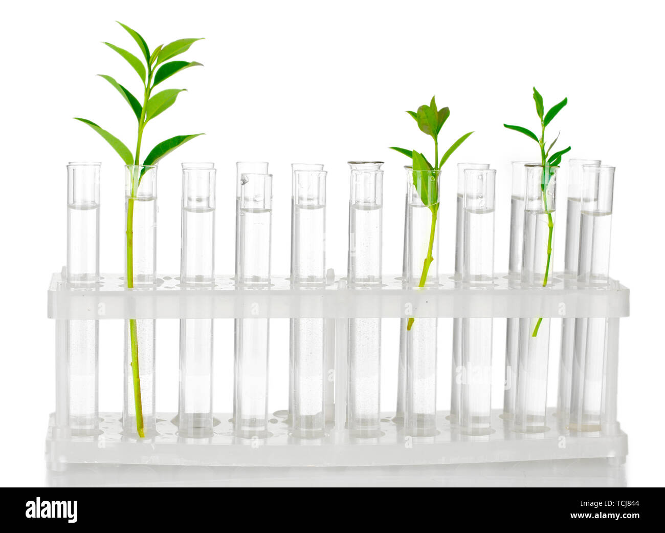 Test-tubes with a transparent solution and the plant isolated on white ...