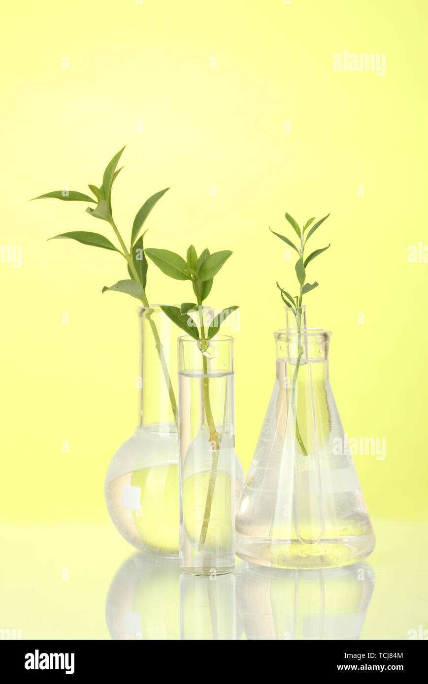 Test-tubes with a transparent solution and the plant on yellow ...