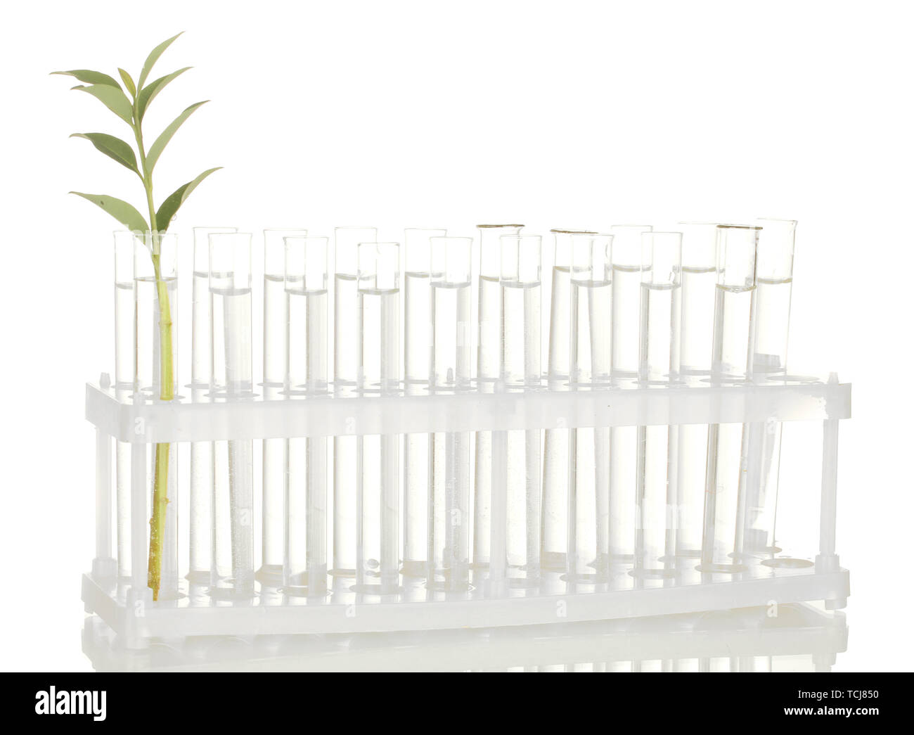 Test-tubes with a transparent solution and the plant isolated on white ...